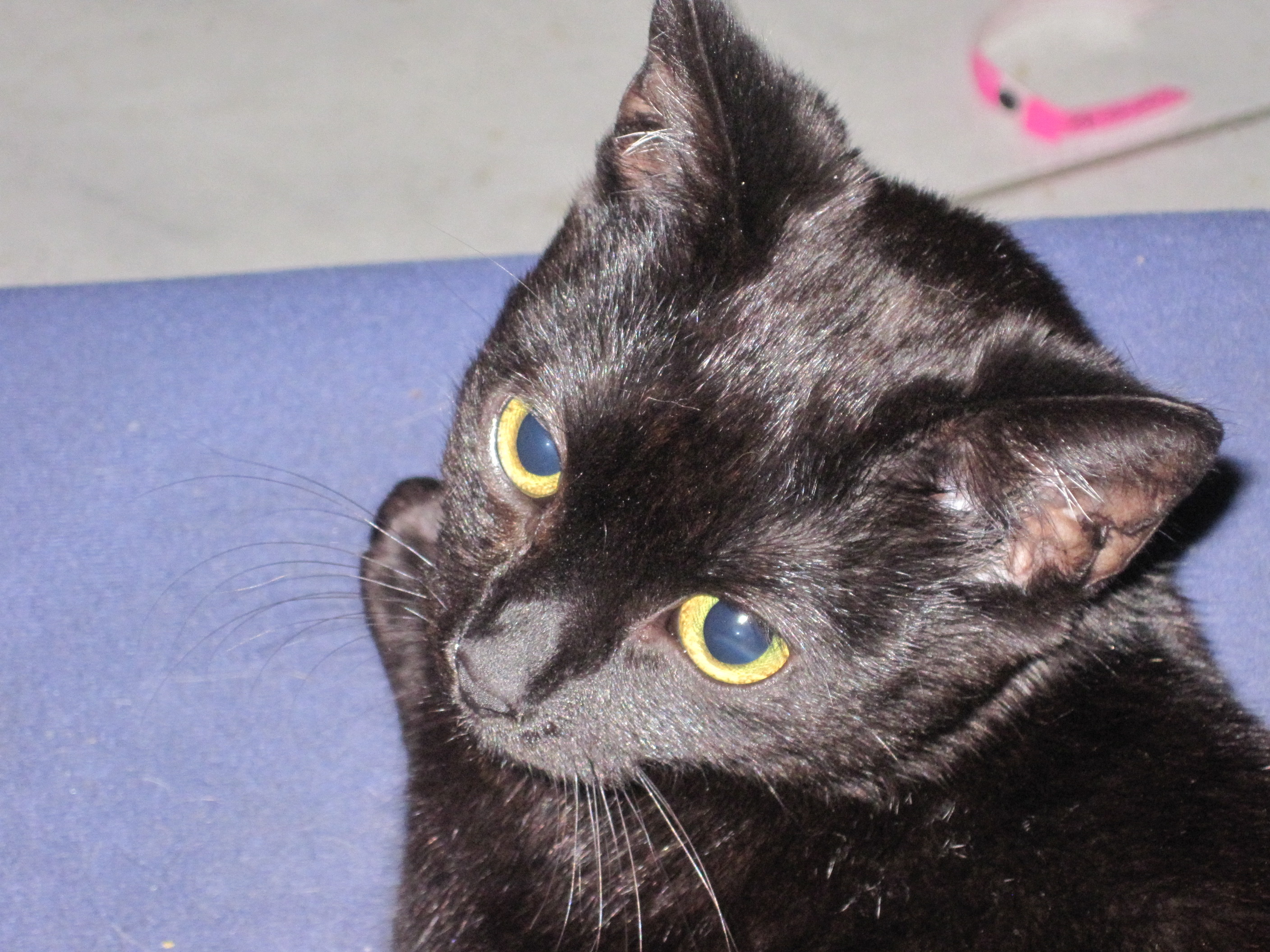 Ebony - Female Bombay Cat in NSW - PetRescue
