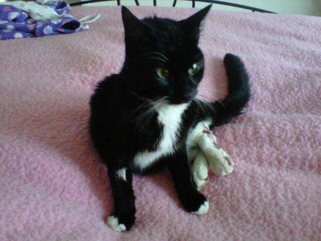 Honk - Male Cat in VIC - PetRescue