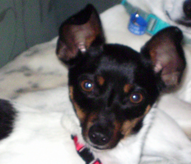 Lucy (On trial) - Small Female Mini Foxy Dog in NSW - PetRescue