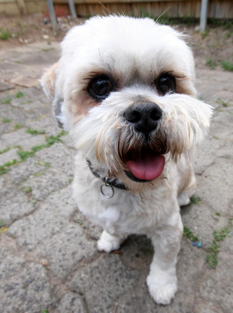 Wookie (On Trial 12/10/12) - Small Male Lhasa Apso Dog in NSW - PetRescue