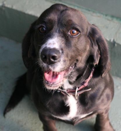 Summer - Small Female Beagle x Cocker Spaniel, American Mix Dog in VIC ...