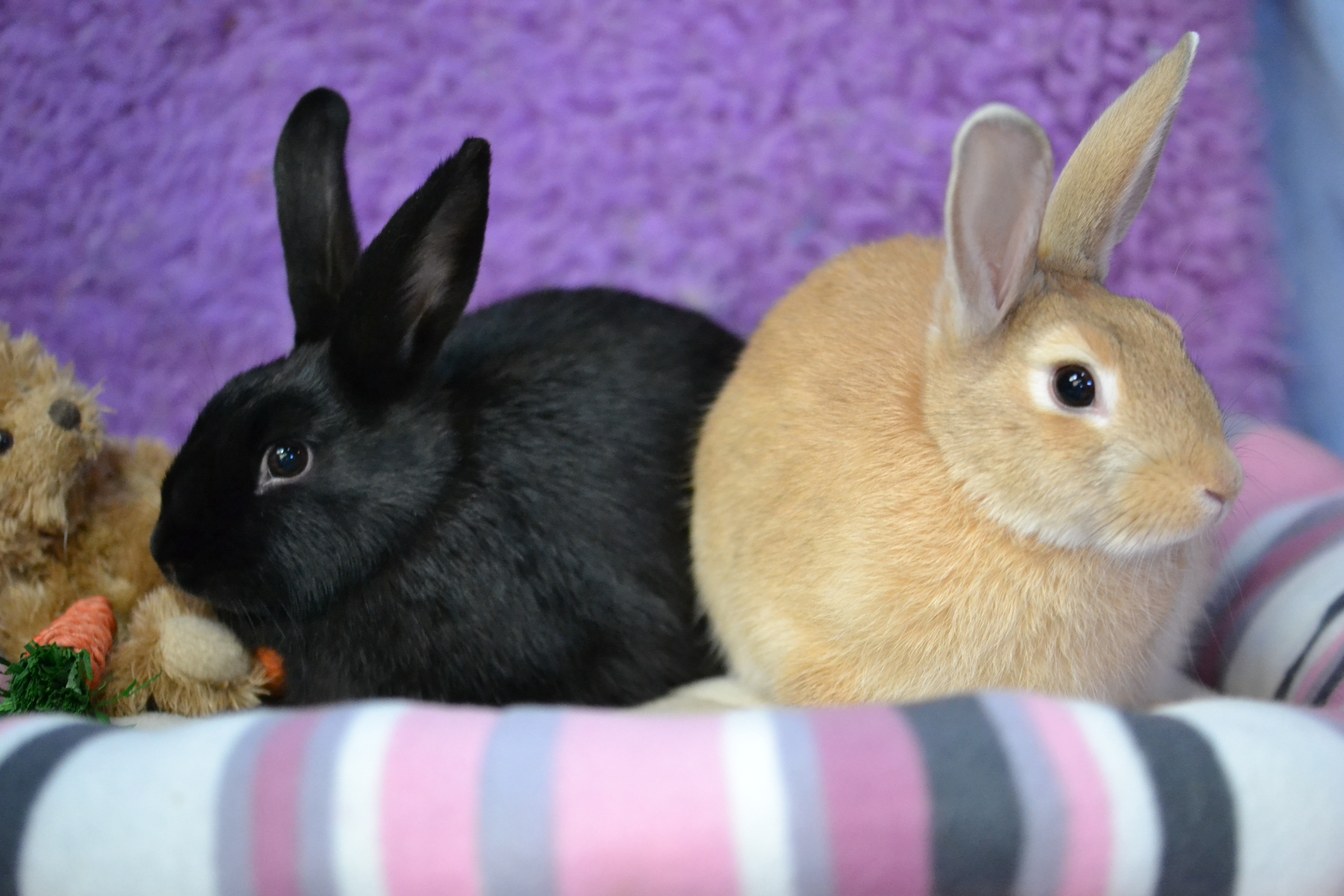 Brooke & Denver - Male Rabbit in VIC - PetRescue