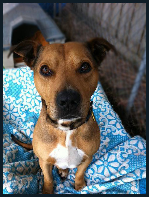Matey - Medium Male Rhodesian Ridgeback x Staffy Dog in VIC - PetRescue