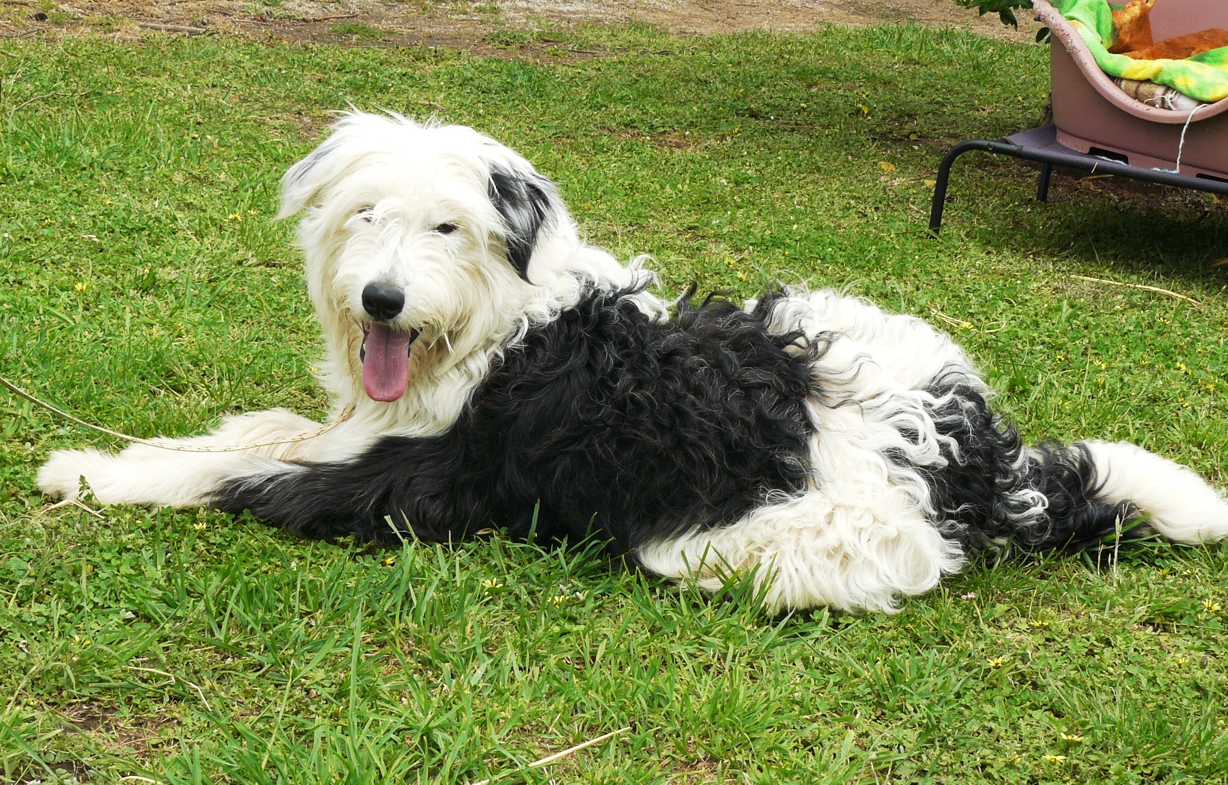 Casper - Large Male Bearded Collie Mix Dog in TAS - PetRescue