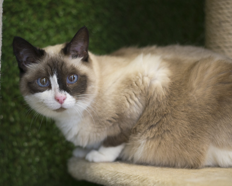 Mimmim - Female Snowshoe Mix Cat in QLD - PetRescue