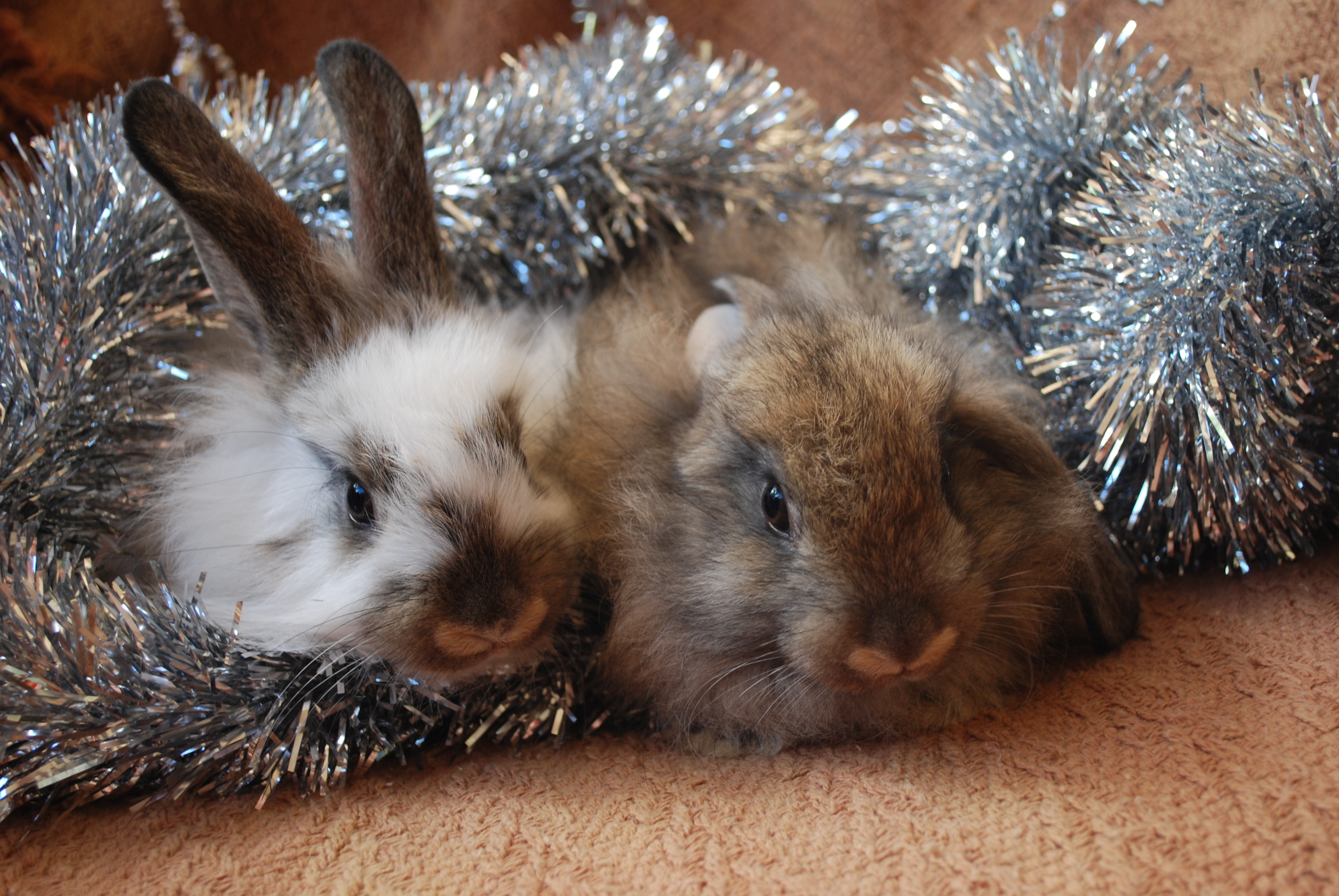 Rainbow - Male Cashmere Rabbit in NSW - PetRescue