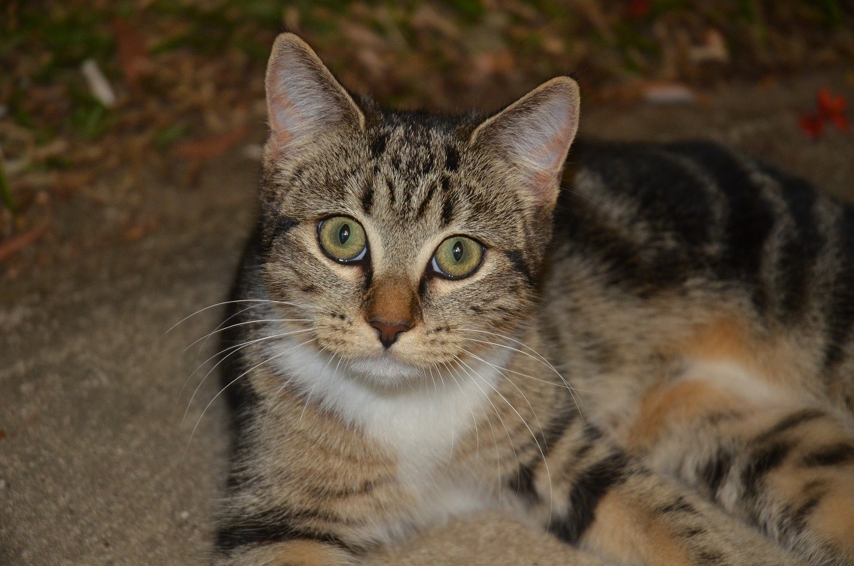 Tiger - Female Domestic Short Hair Mix Cat in QLD - PetRescue