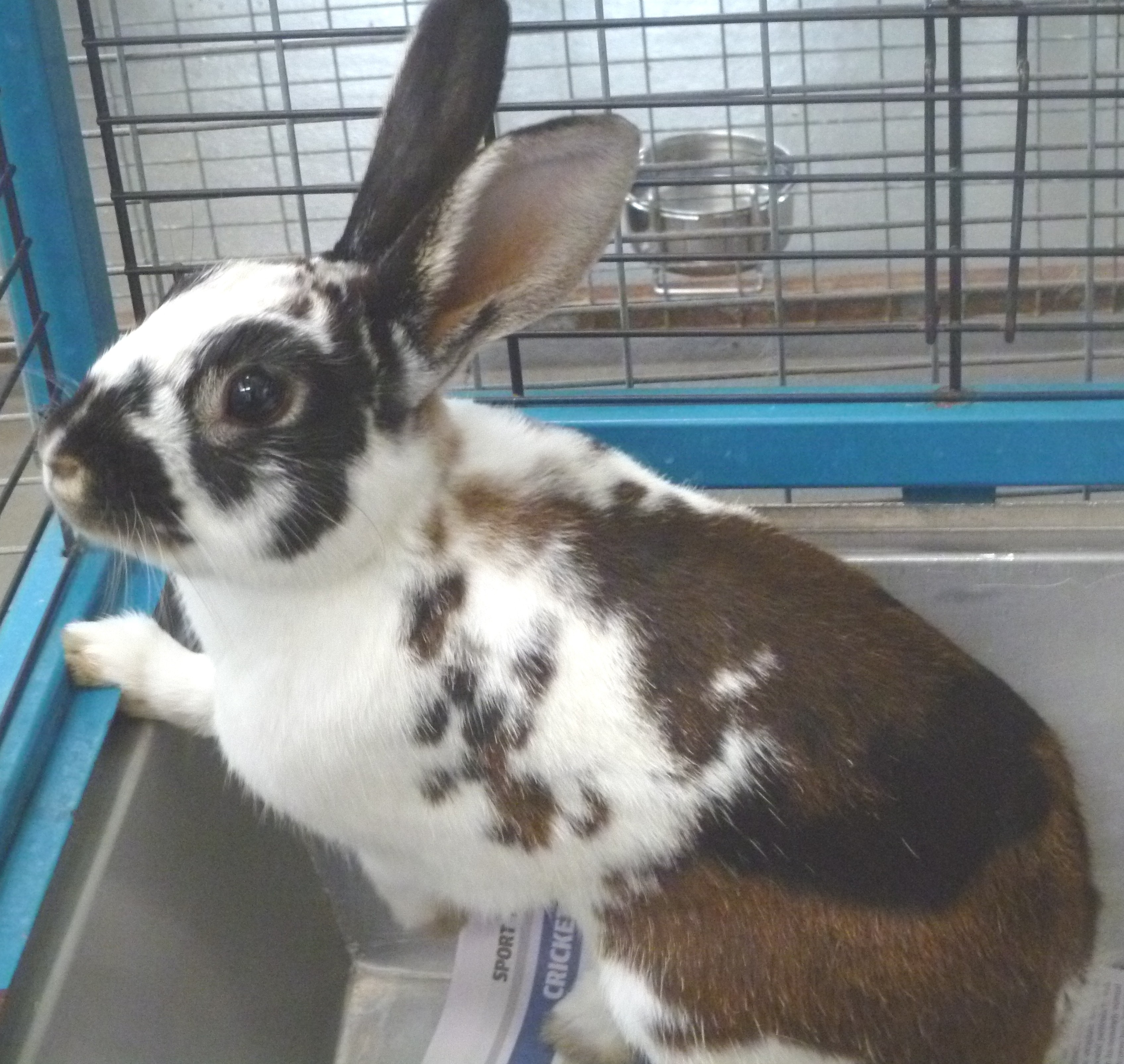 Rex - Male Rabbit Mix Rabbit in NSW - PetRescue