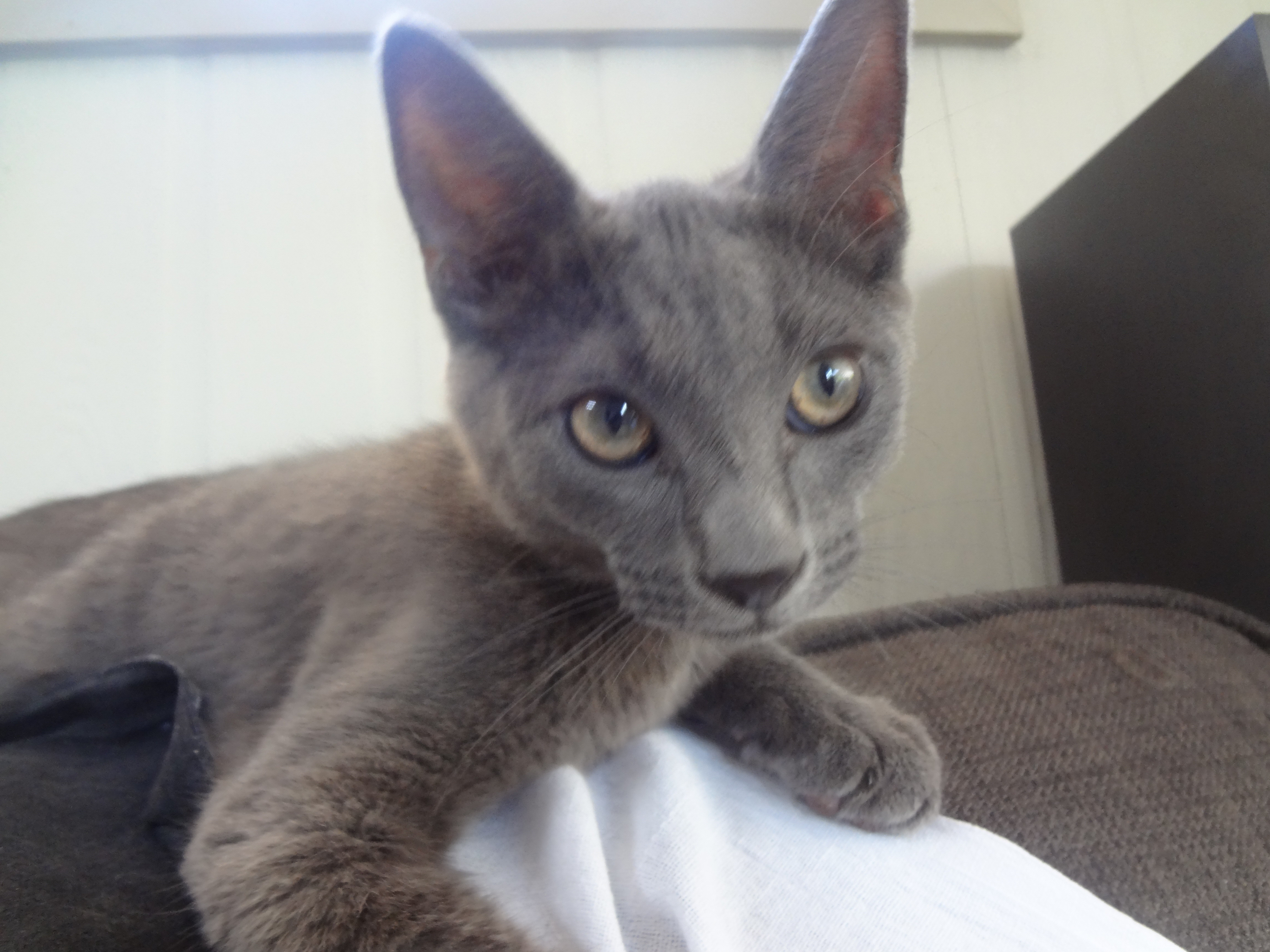 Theo (Russian Blue appearance) - Male Russian Blue Cat in NSW - PetRescue