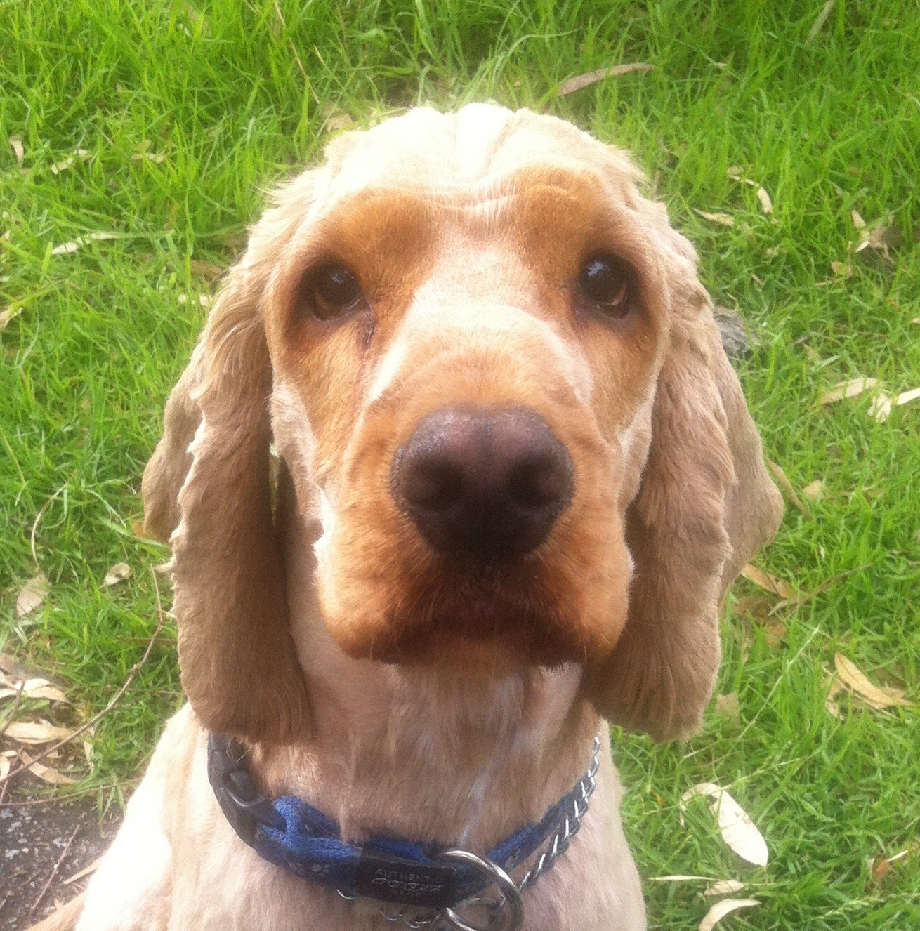 Cooper - Small Male Cocker Spaniel, English Dog in SA - PetRescue