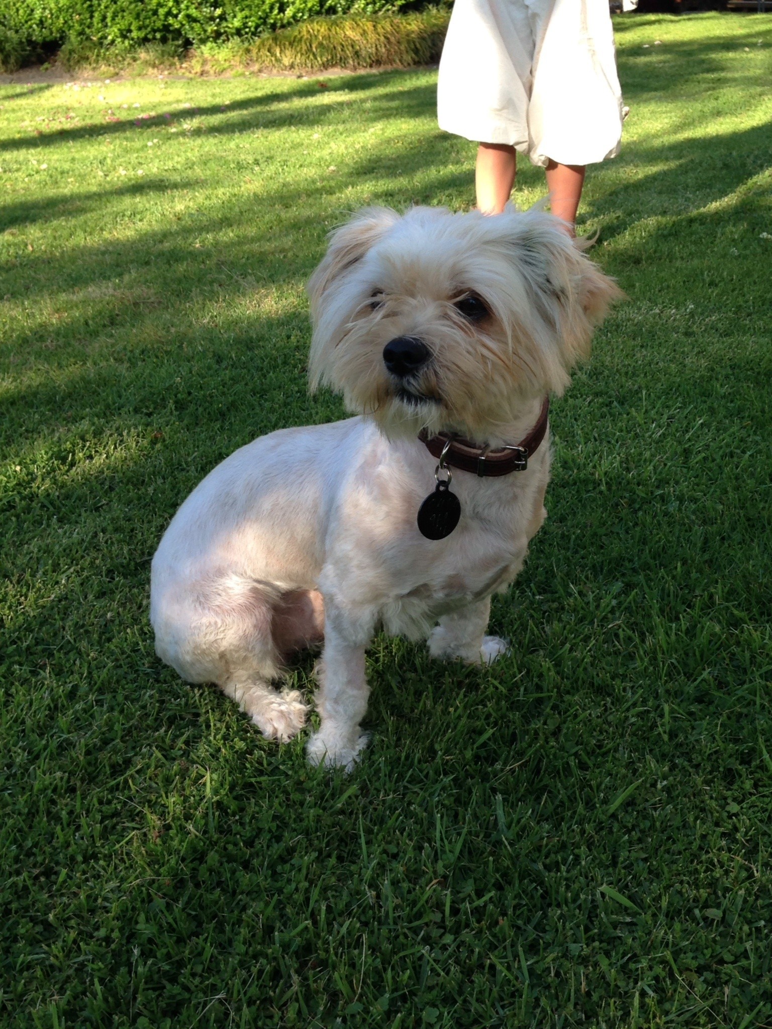Bob the Beautiful - Small Male Maltese Dog in VIC - PetRescue
