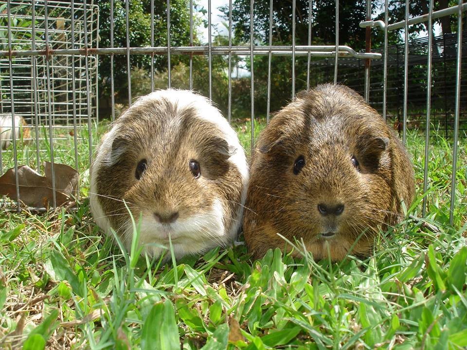 Bugsy and Spice - Female Short-hair Smooth Hair Mix Guinea Pig in QLD ...