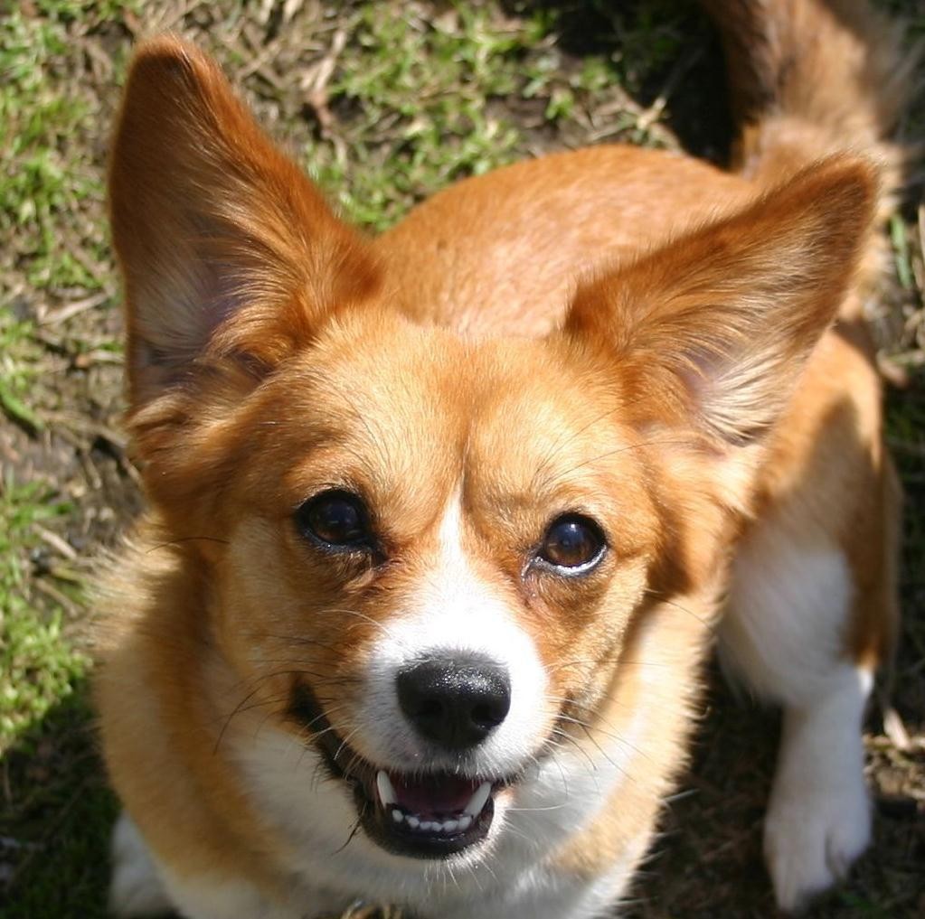 Pippa - Small Female Cavalier King Charles Spaniel x Corgi, Pembroke ...