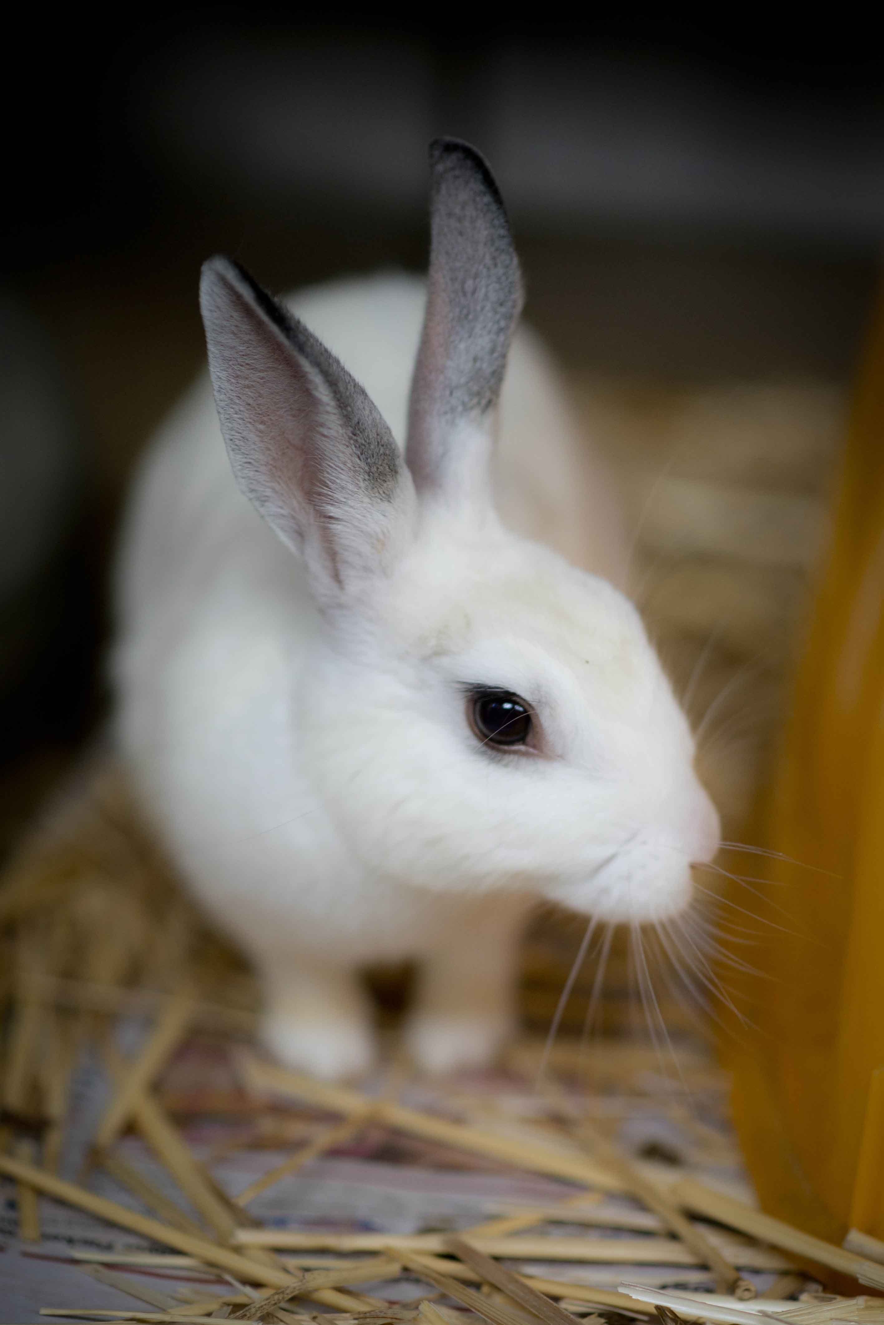 Pebbles - Female Rabbit Mix Rabbit in NSW - PetRescue