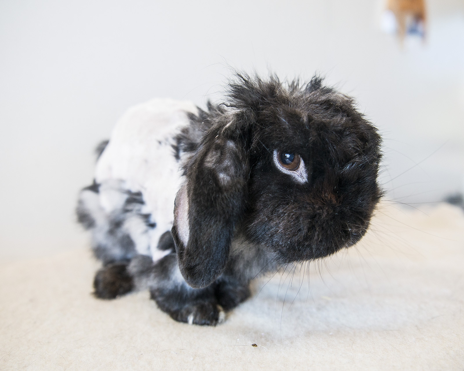 Crackle - Male Angora x Lop Eared Mix Rabbit in NSW - PetRescue