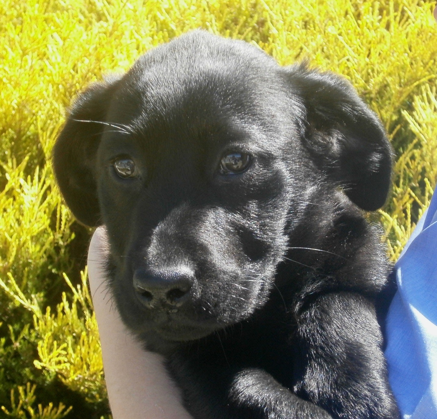 North - Small Female Labrador Mix Dog in ACT - PetRescue