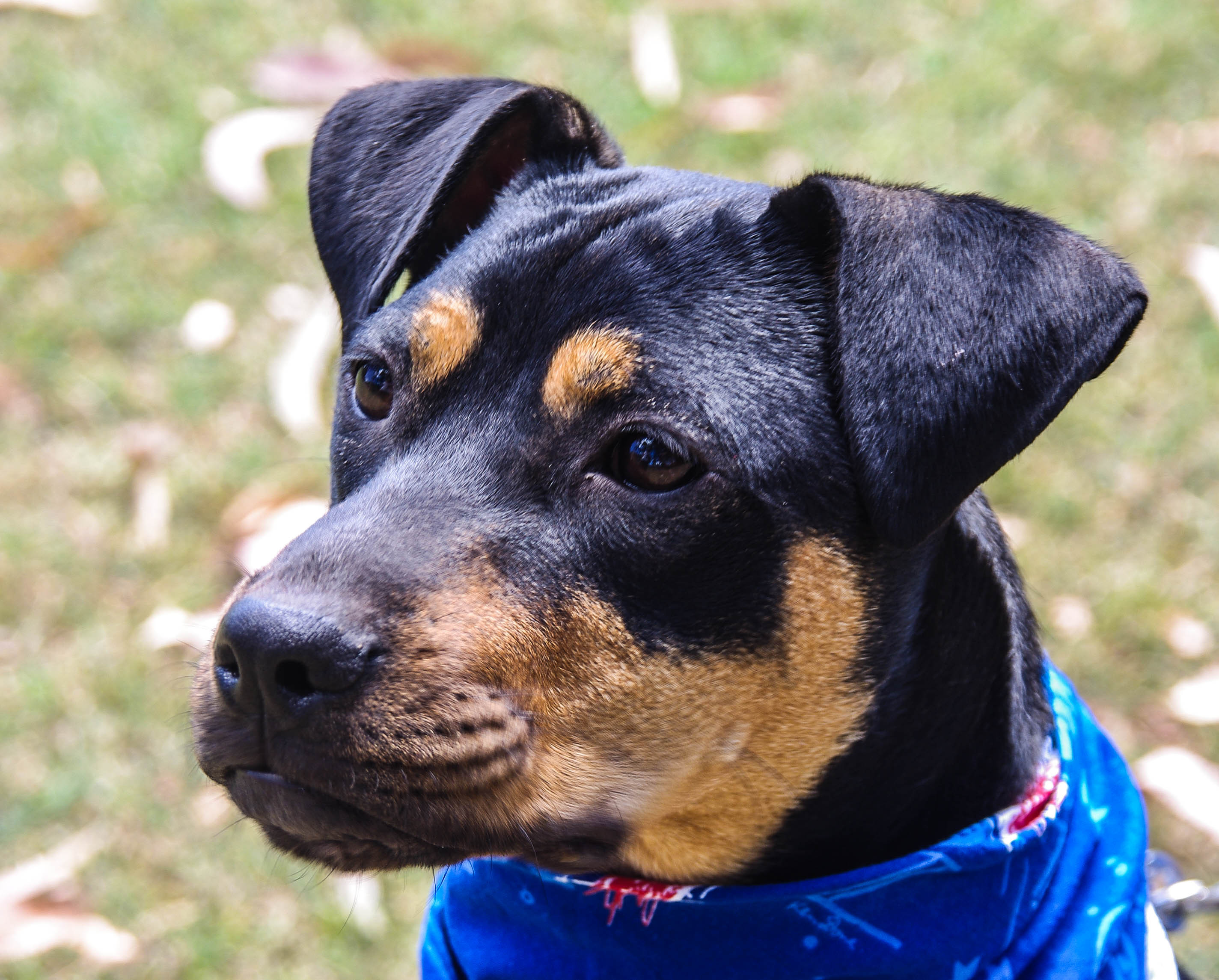 Tilly,Rotti x Kelpie (On Trial. With Jolie, 14/2) - Large Female Kelpie ...