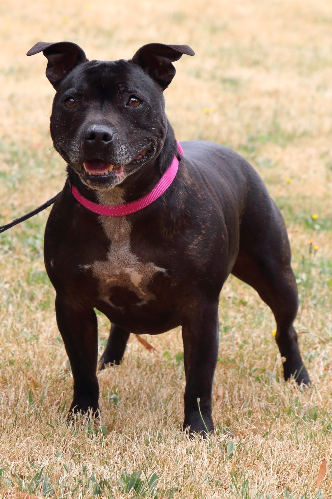 Coco - Medium Female Staffordshire Bull Terrier Dog in VIC - PetRescue
