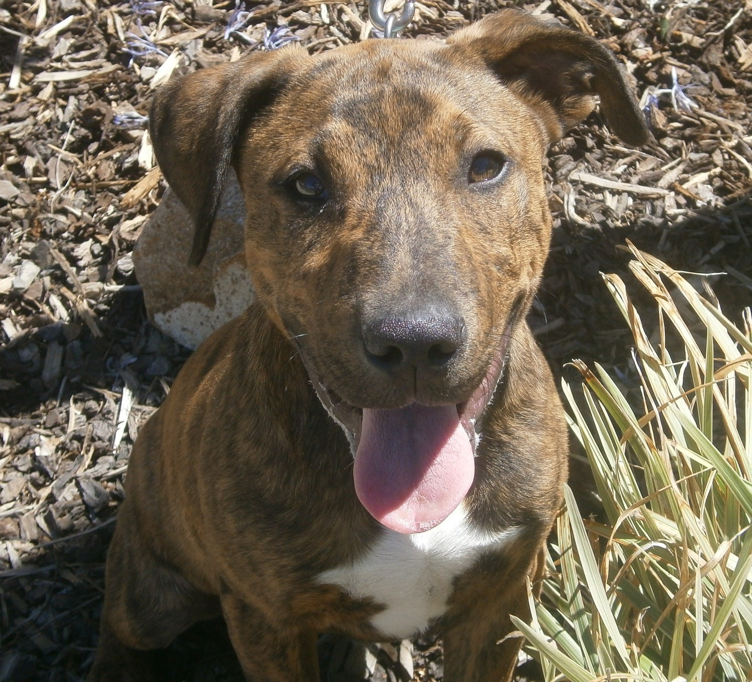 Koby - Small Male Mixed Dog in ACT - PetRescue