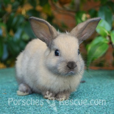 Avoka - Female Rabbit in NSW - PetRescue