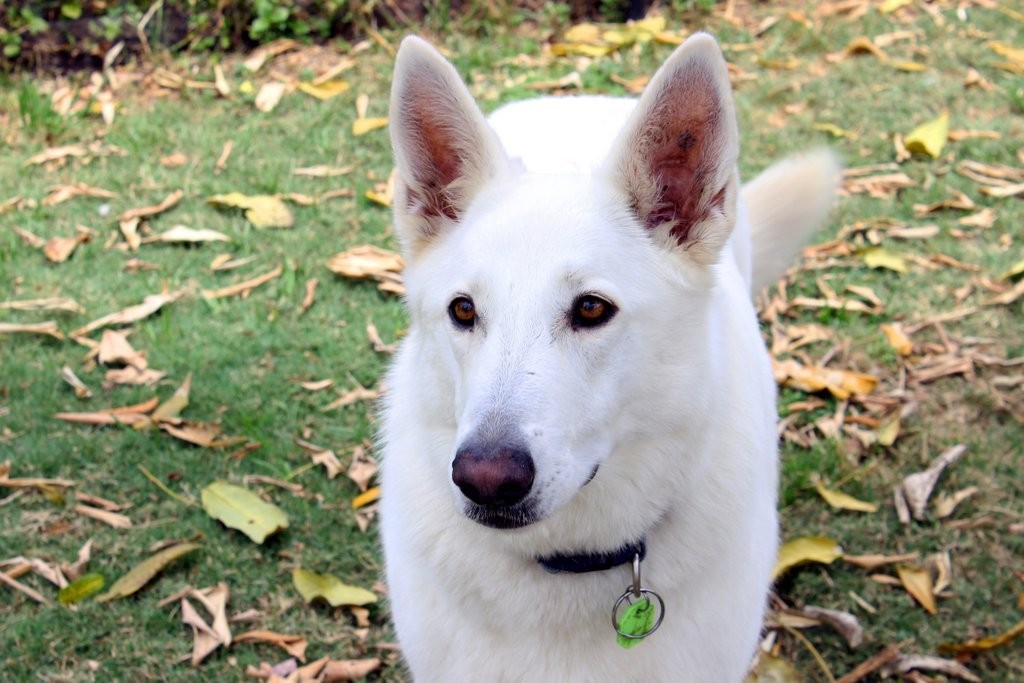 Bali - Large Female White Shepherd Dog Dog in QLD - PetRescue