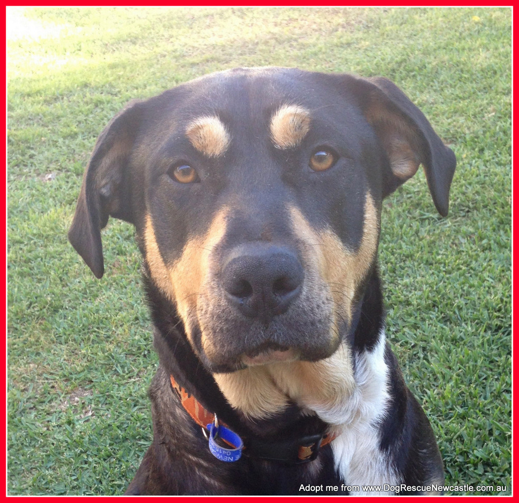 Tubby (On Trial 2/11/14)~ Great with kids - Large Male Labrador x ...