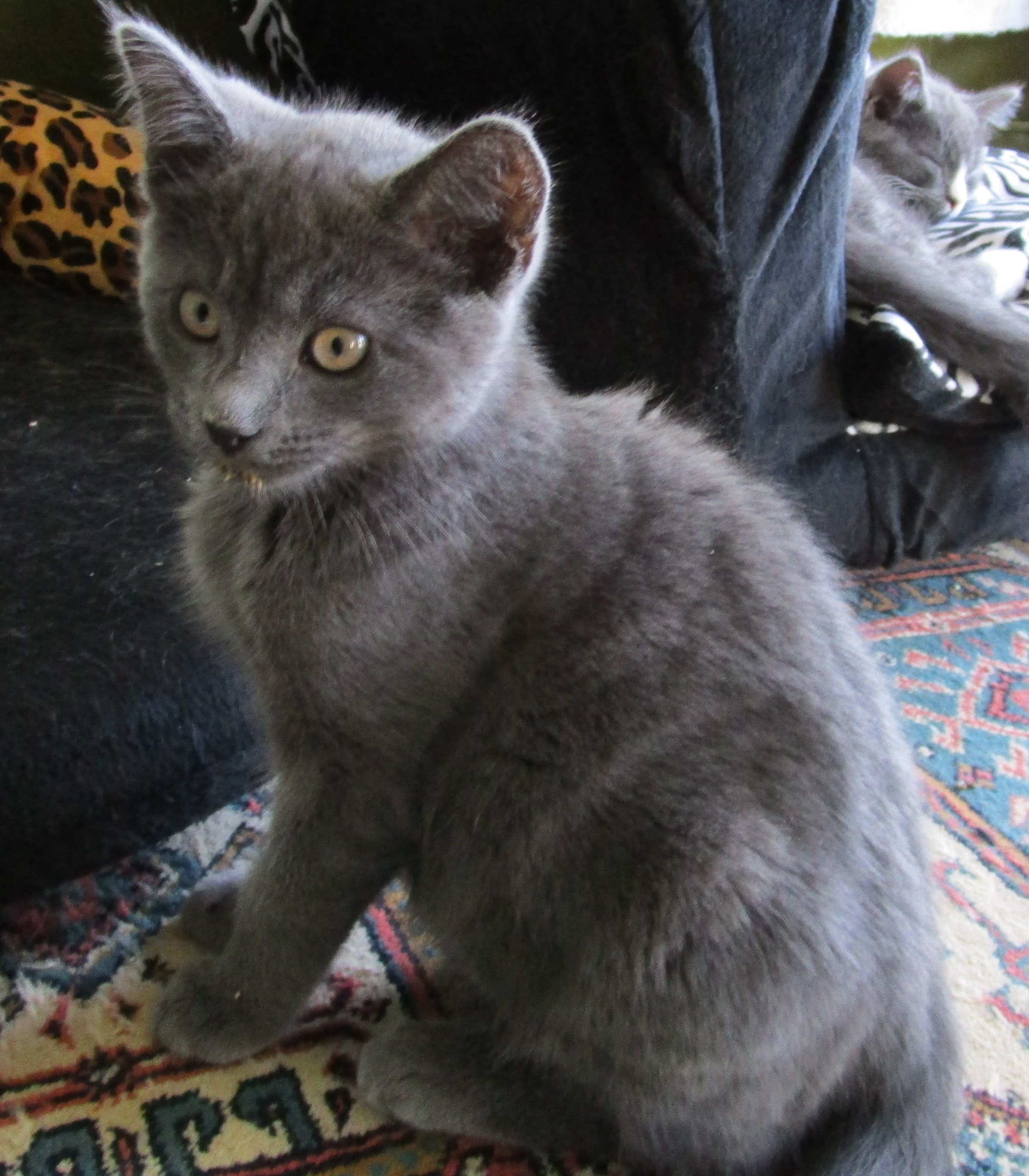 Rex - Male Russian Blue Mix Cat in VIC - PetRescue