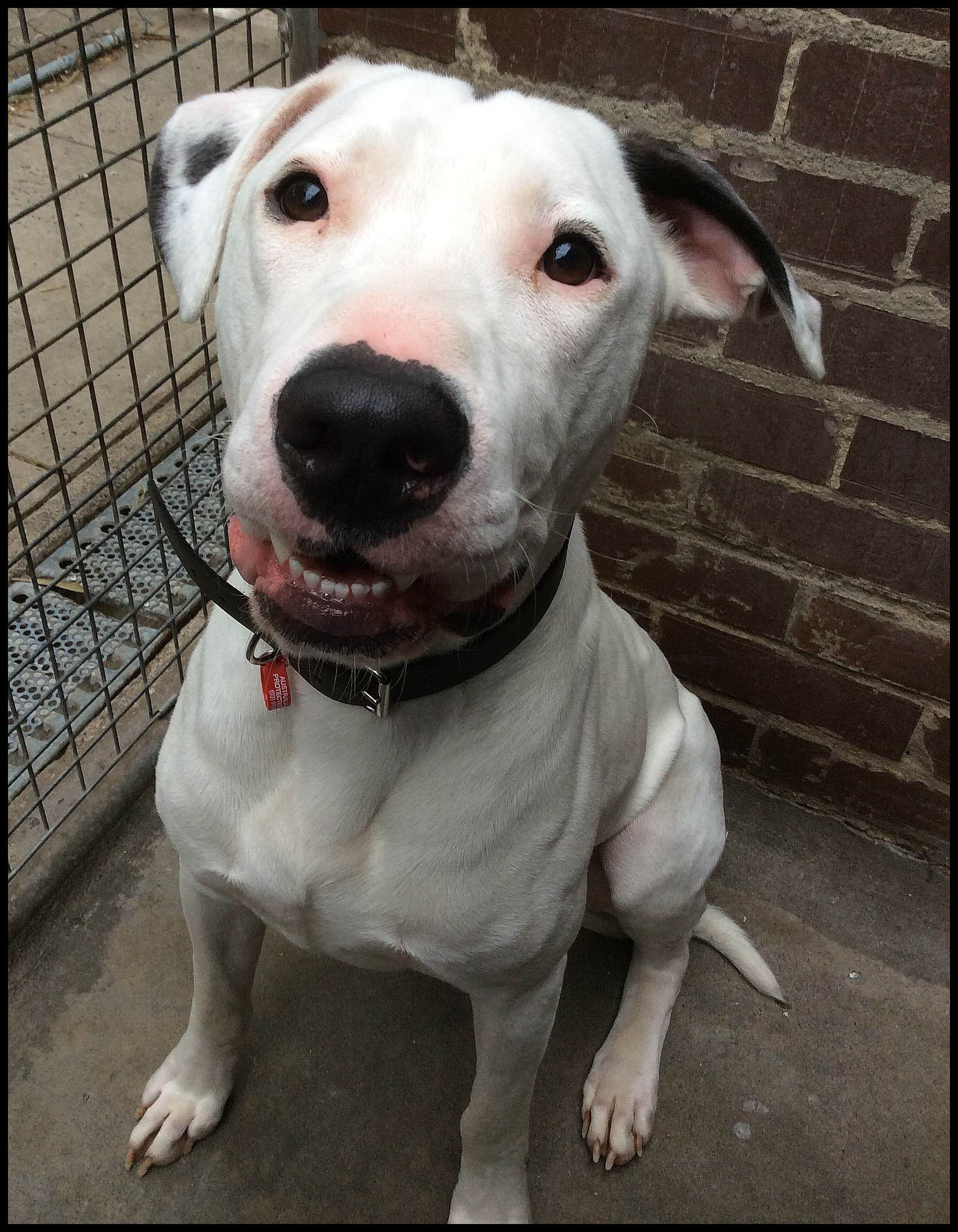 George - Large Male Bull Arab Dog in VIC - PetRescue