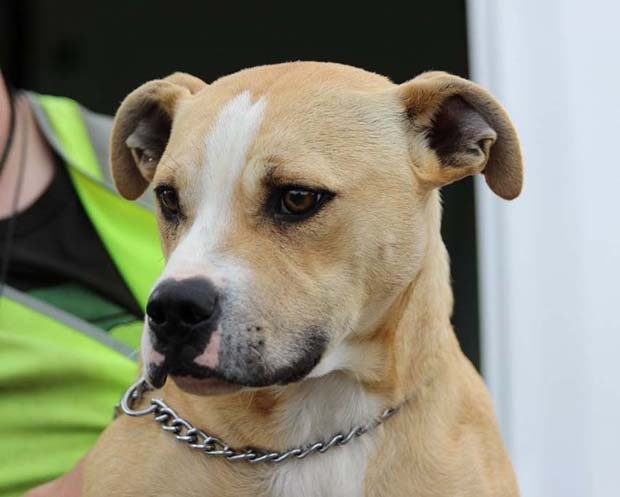 Texta - Medium Male Staffy Mix Dog in VIC - PetRescue