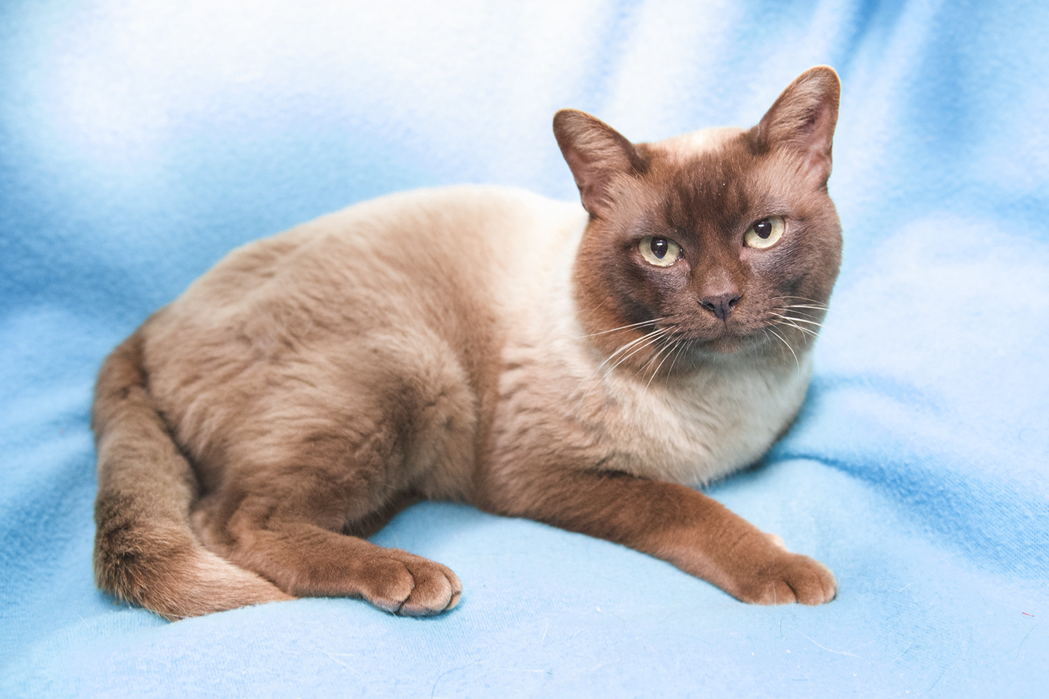 Cruiser - Male Burmese Mix Cat in QLD - PetRescue