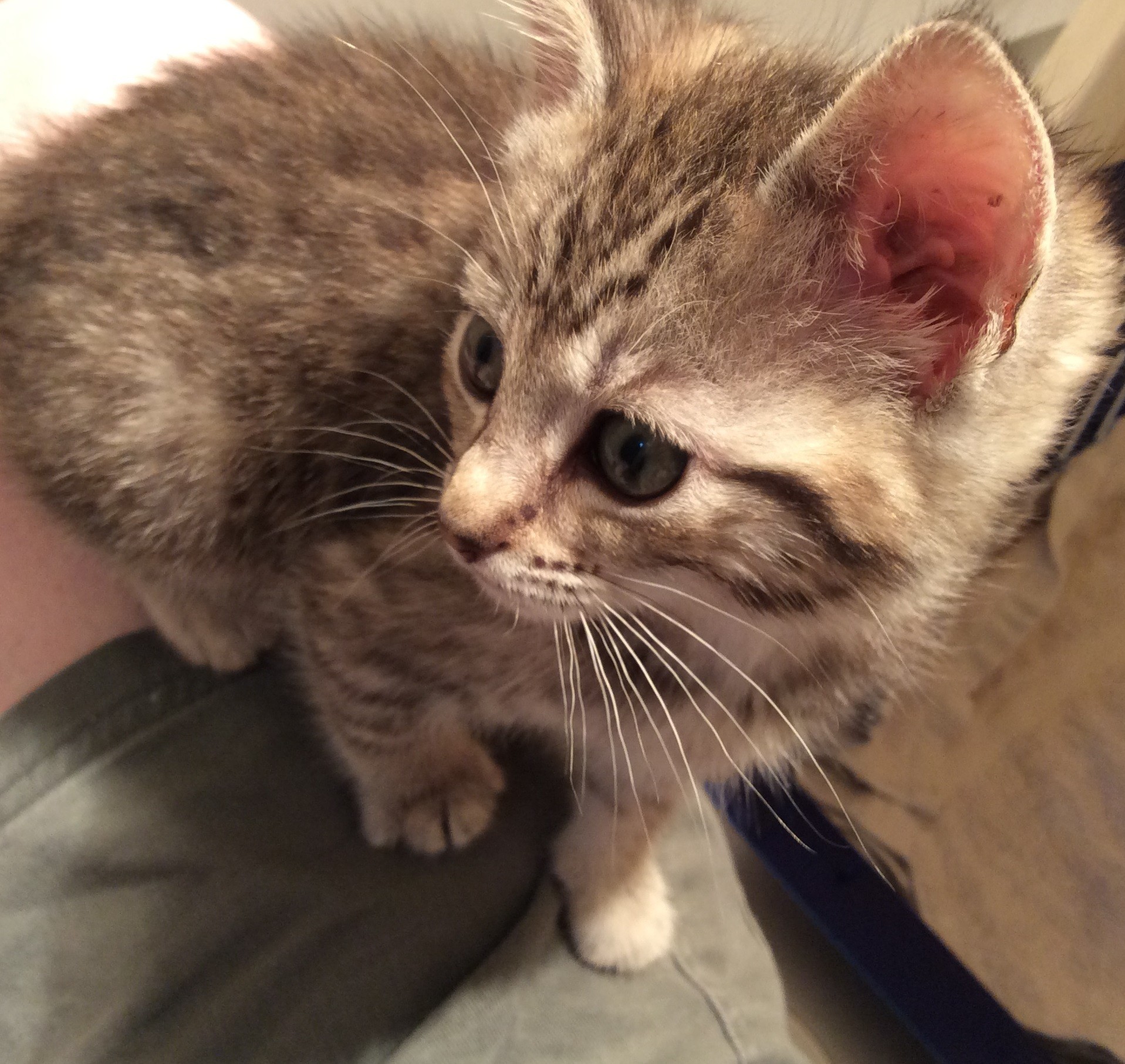 Tinka - Female Domestic Short Hair Cat in NSW - PetRescue