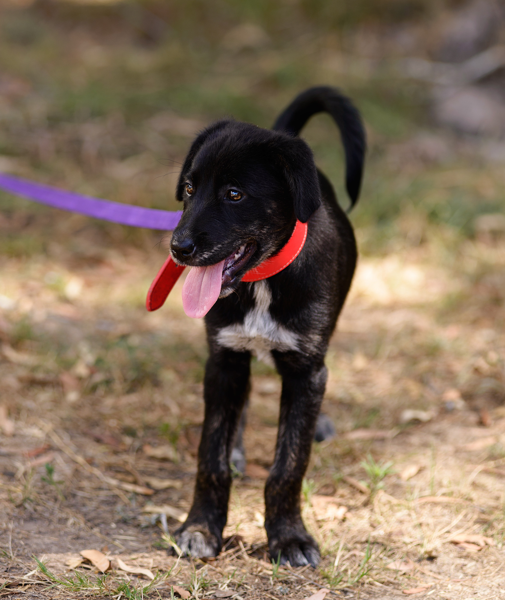 Winnie - Medium Female Labrador Mix Dog in QLD - PetRescue