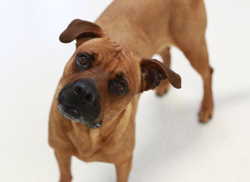 Arial - Medium Female Boxer x Rhodesian Ridgeback Mix Dog in QLD ...