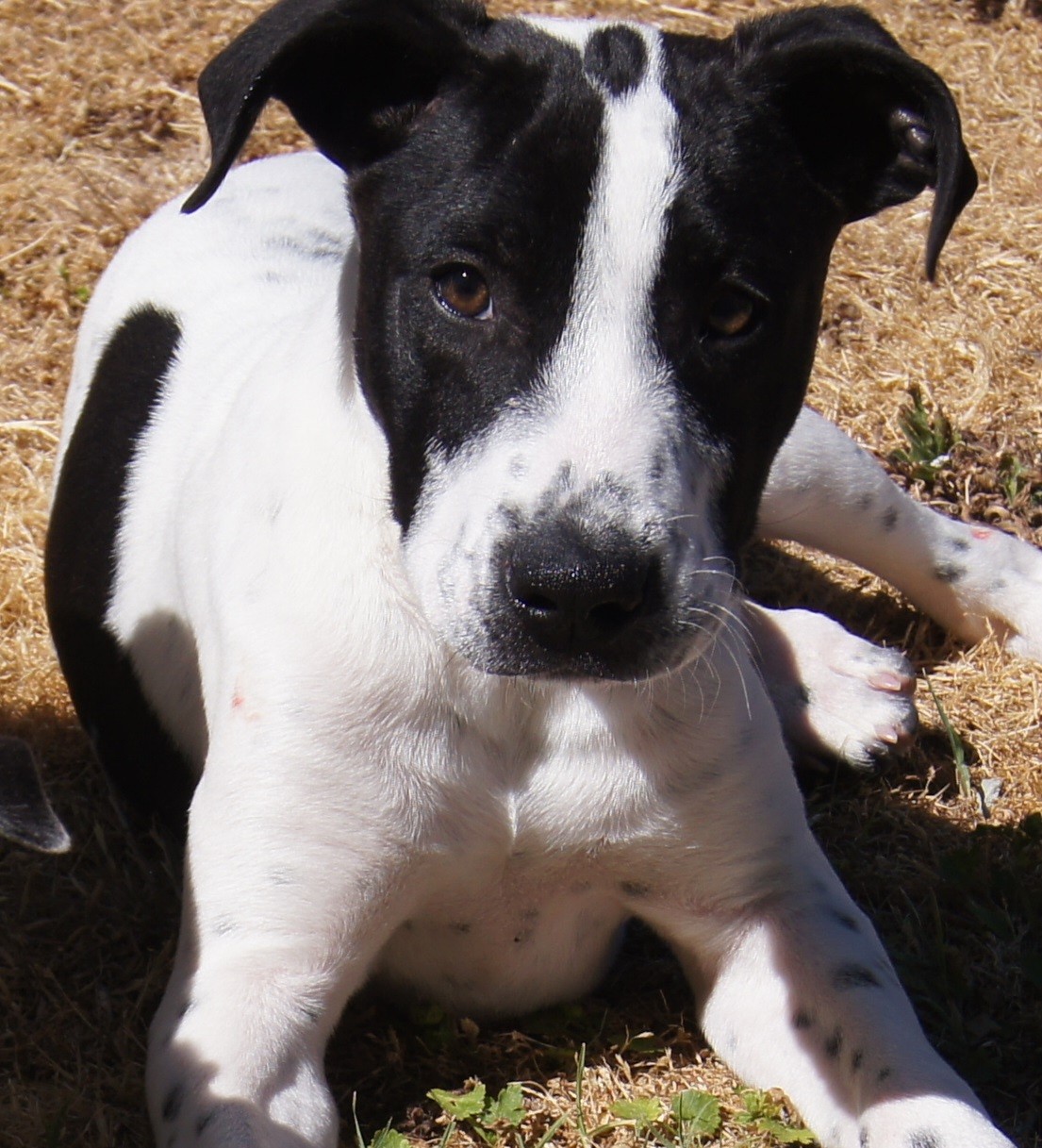 Marko - Large Male Mastiff x Pointer Mix Dog in NSW - PetRescue