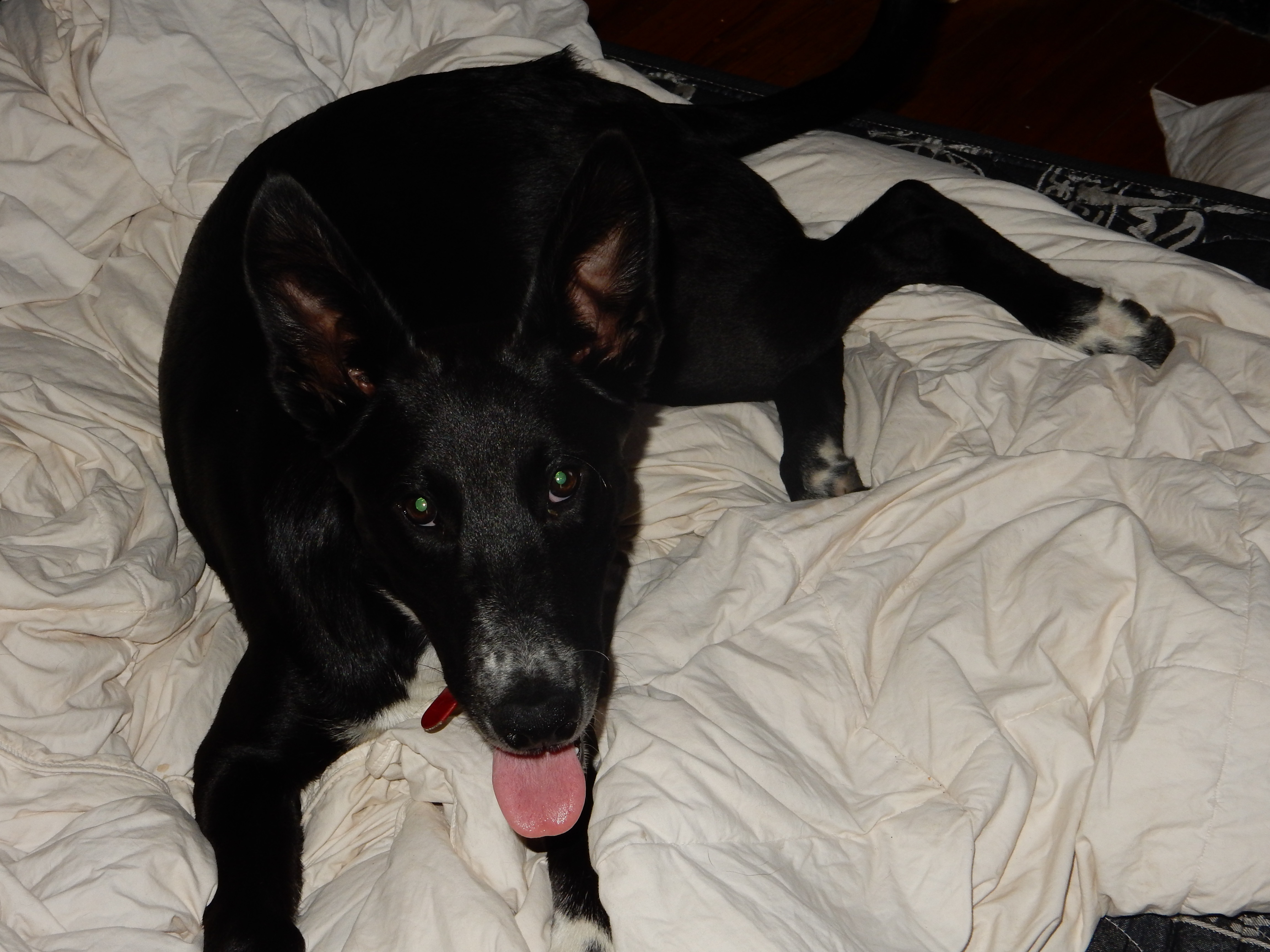 Spike - Medium Male Border Collie x Greyhound Dog in QLD - PetRescue