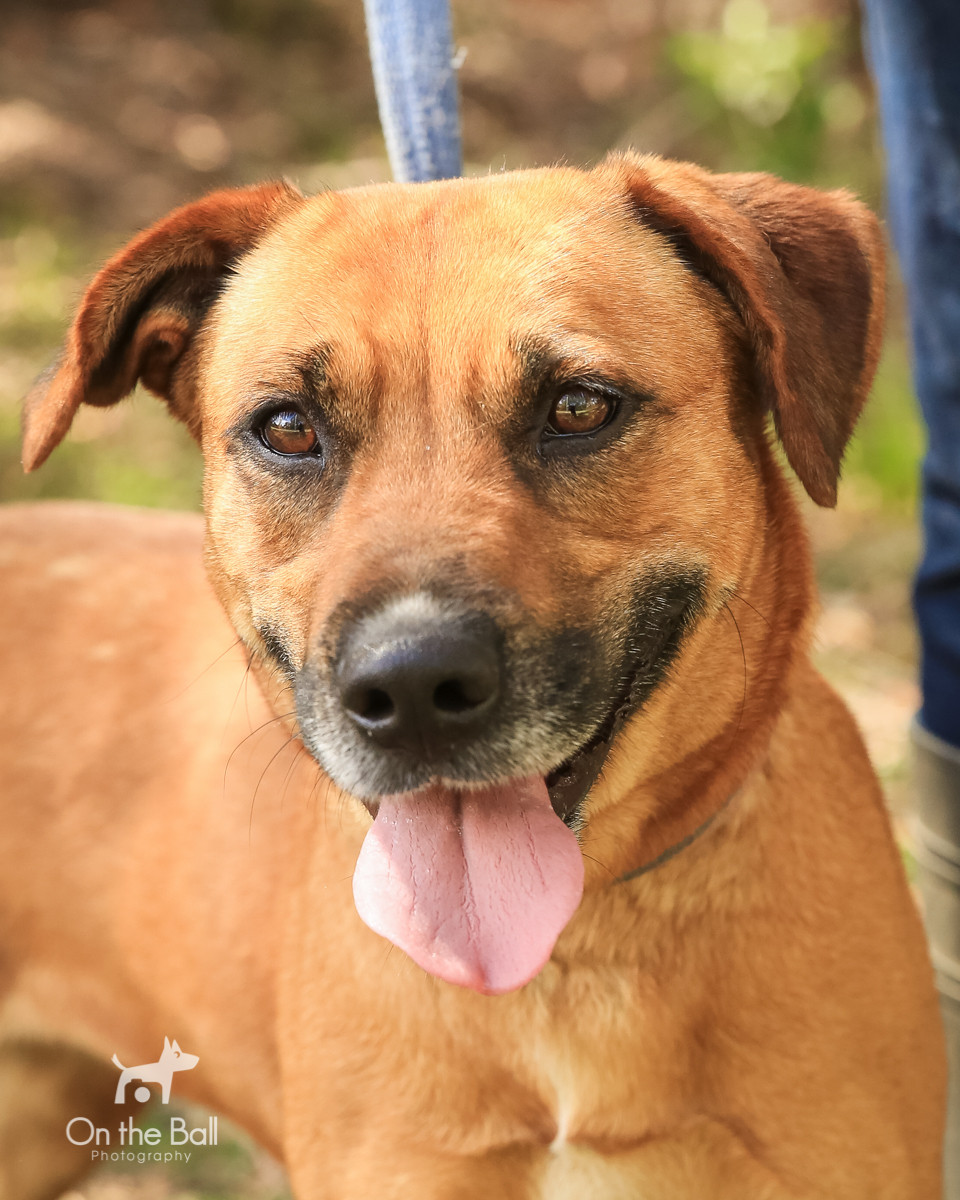 Angel - Medium Female Staffordshire Bull Terrier x Labrador Retriever ...