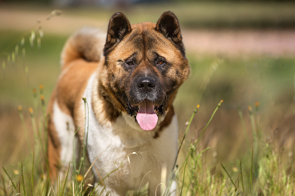Kuma - Large Male Akita Inu Dog in ACT - PetRescue