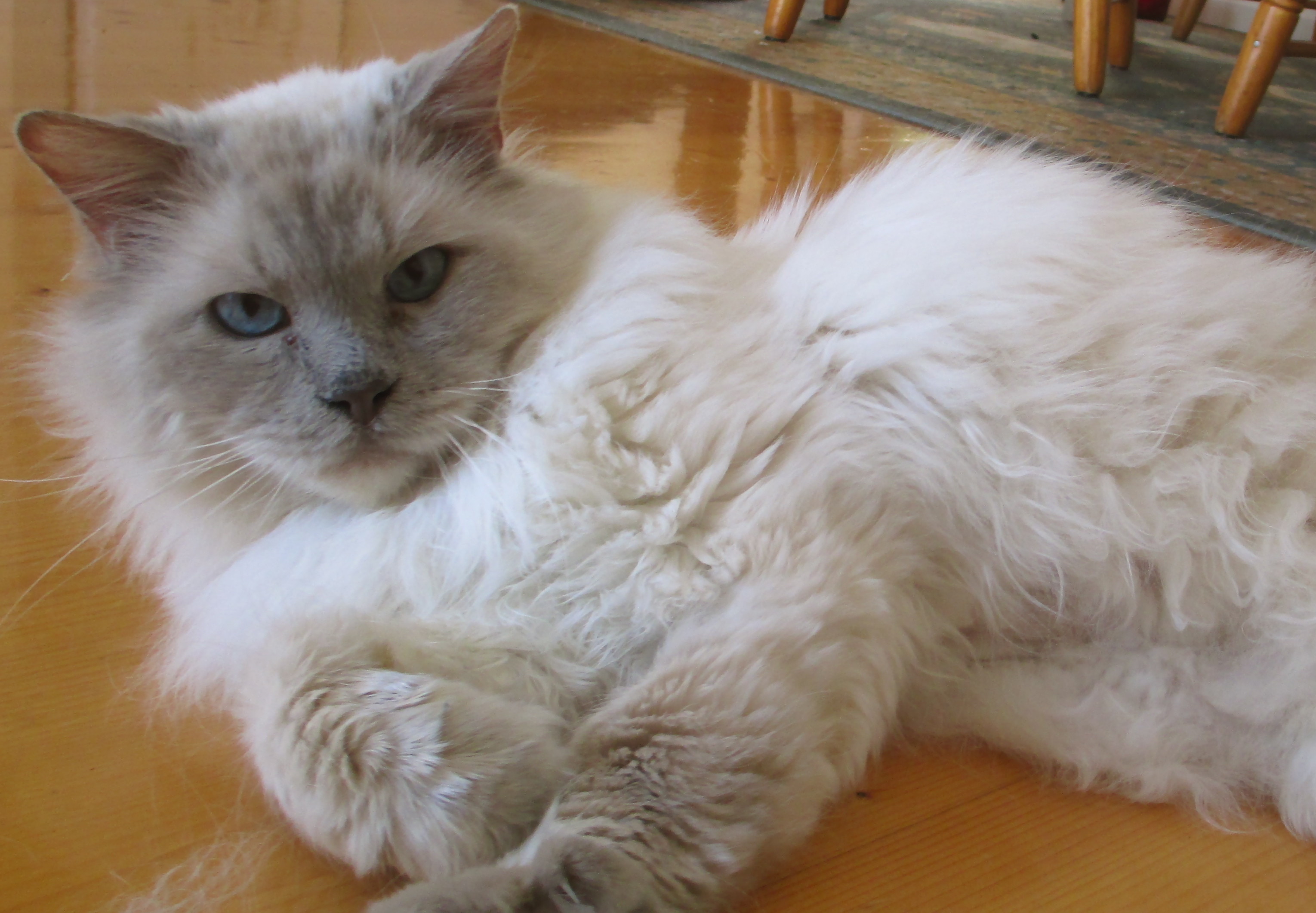 Rudy the ragdoll - Male Ragdoll Cat in VIC - PetRescue