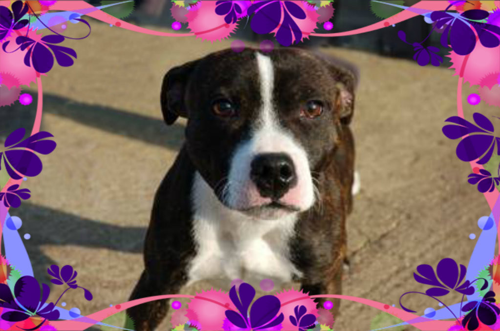 Chelsea (On Trial 3/1/15)~ young Staffy girl - Medium Female Staffy Dog ...