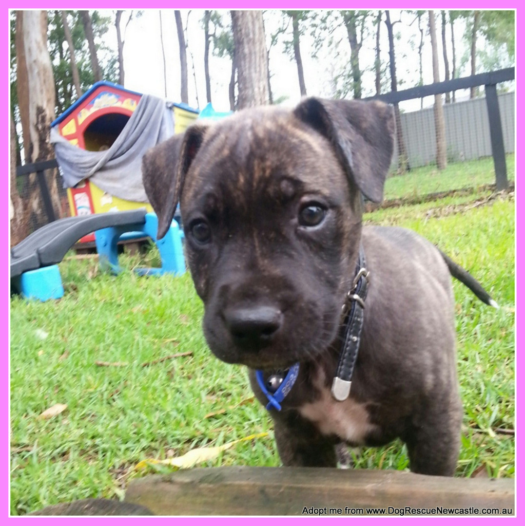 Holly (On trial 23/12/14) ~ Staffy x Ridgeback pup - Large Female ...