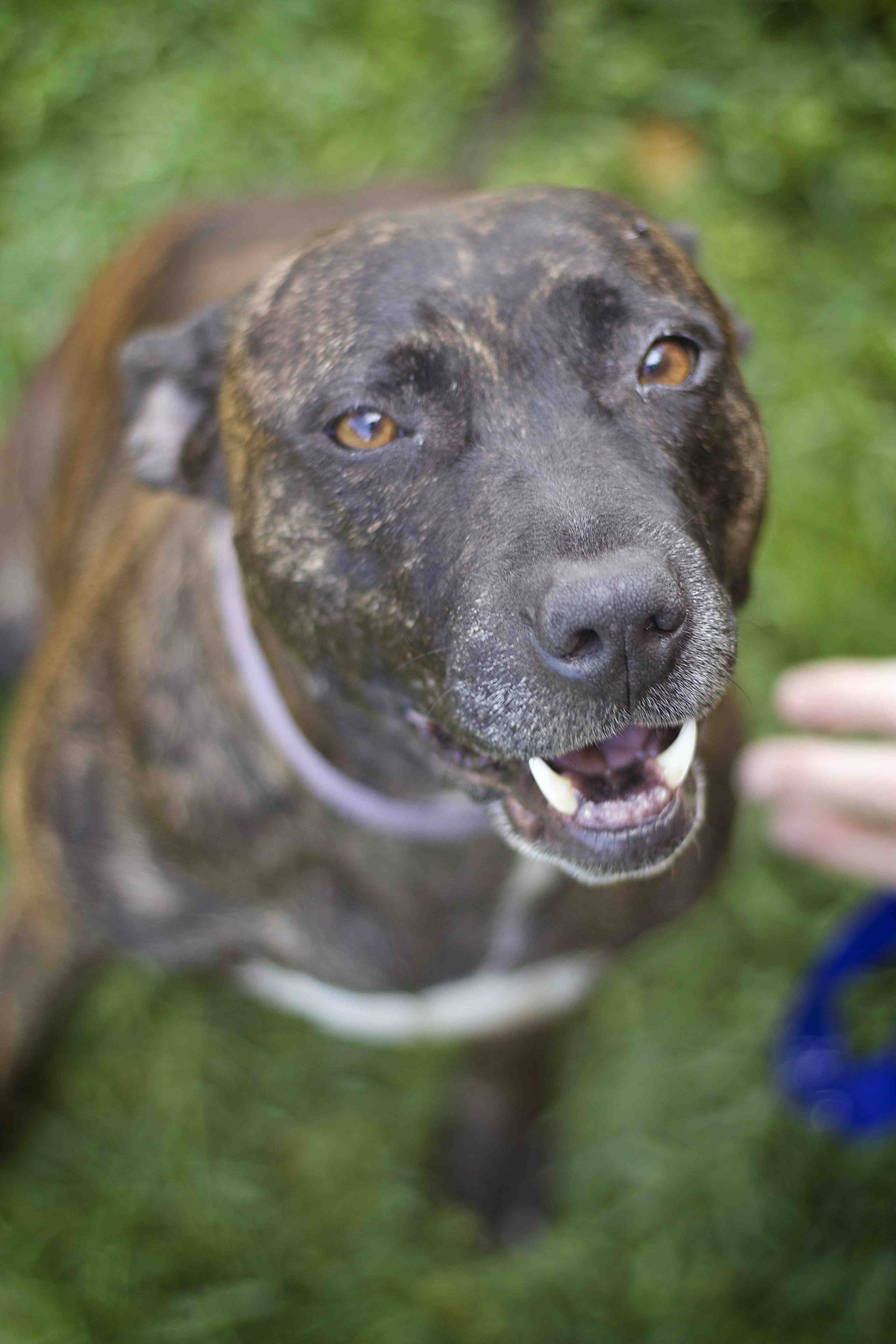 Mocha ~ Staffy girl, (on trial 4/5/15) - Medium Female Staffy Dog in ...