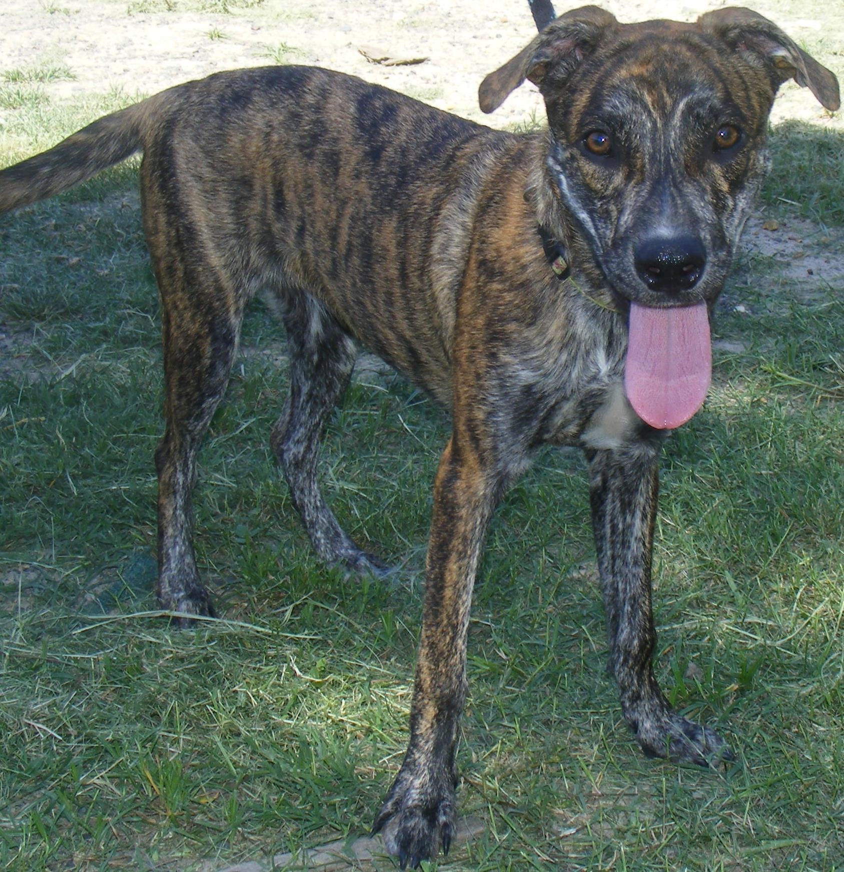Tiger Lilly - Small Female Whippet Mix Dog in QLD - PetRescue