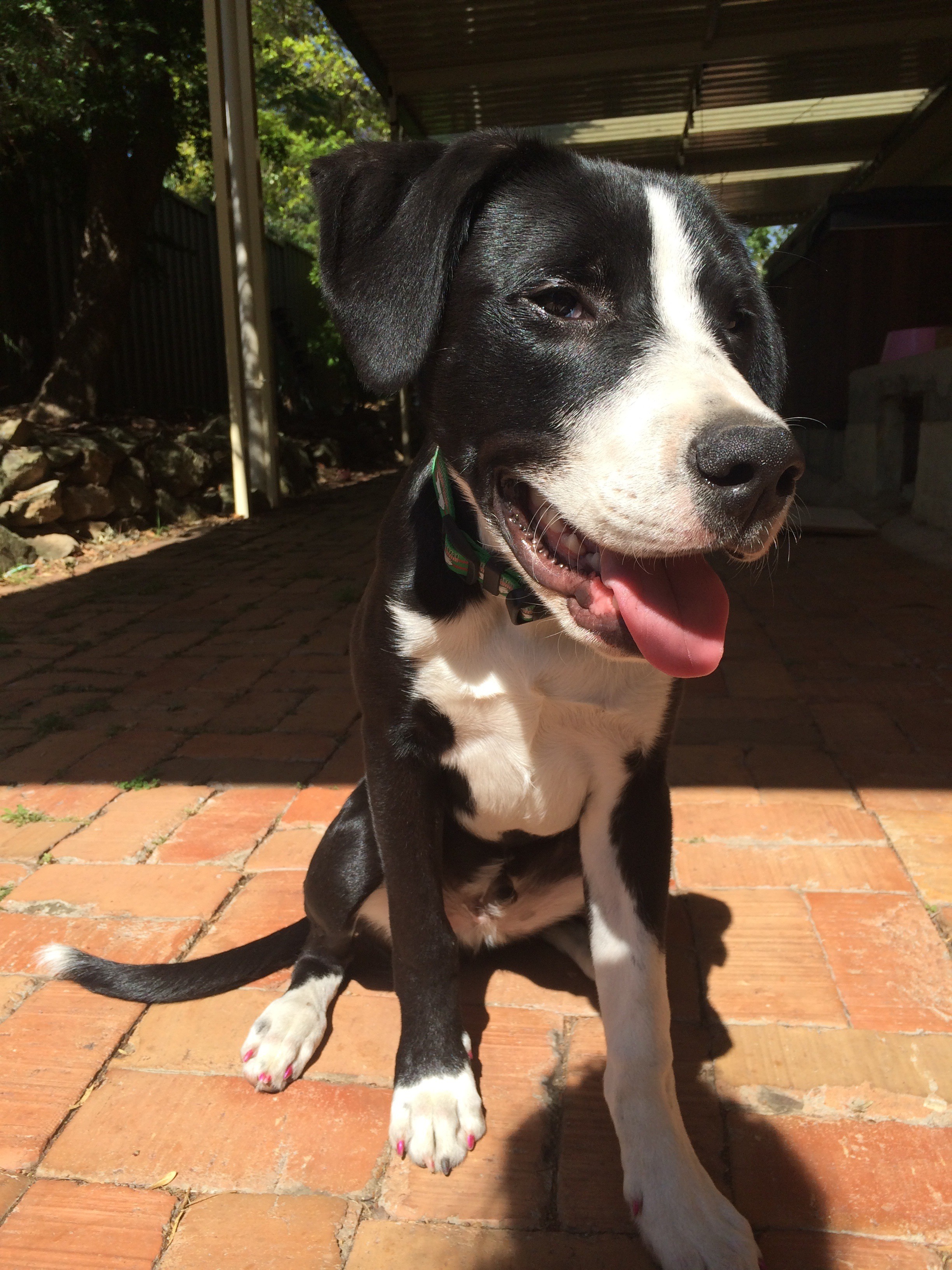 Milo Claws n Paws Rescue - Large Male Border Collie x Great Dane Mix Dog in NSW - PetRescue