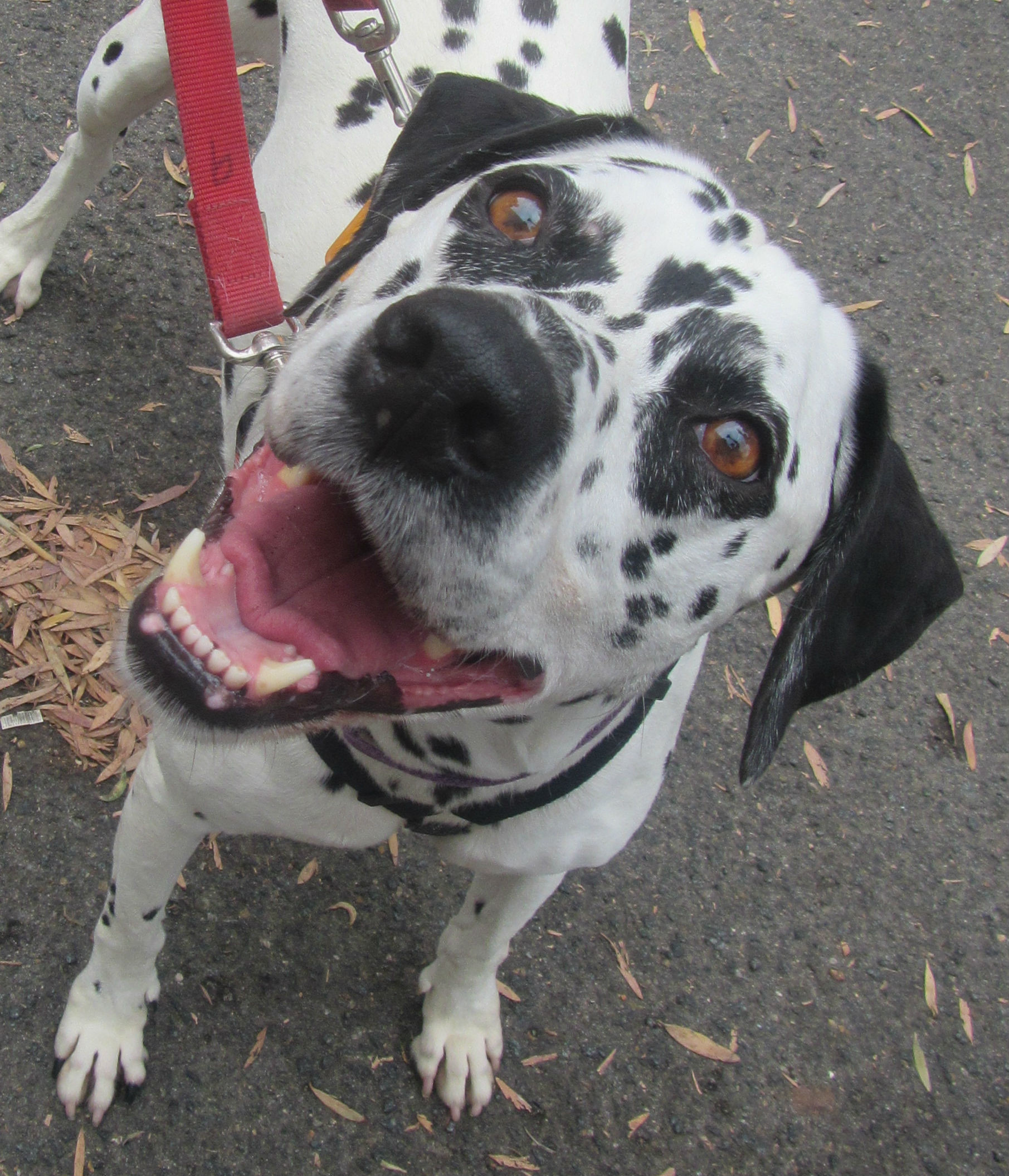 Yanna - Large Female Dalmatian Dog in NSW - PetRescue