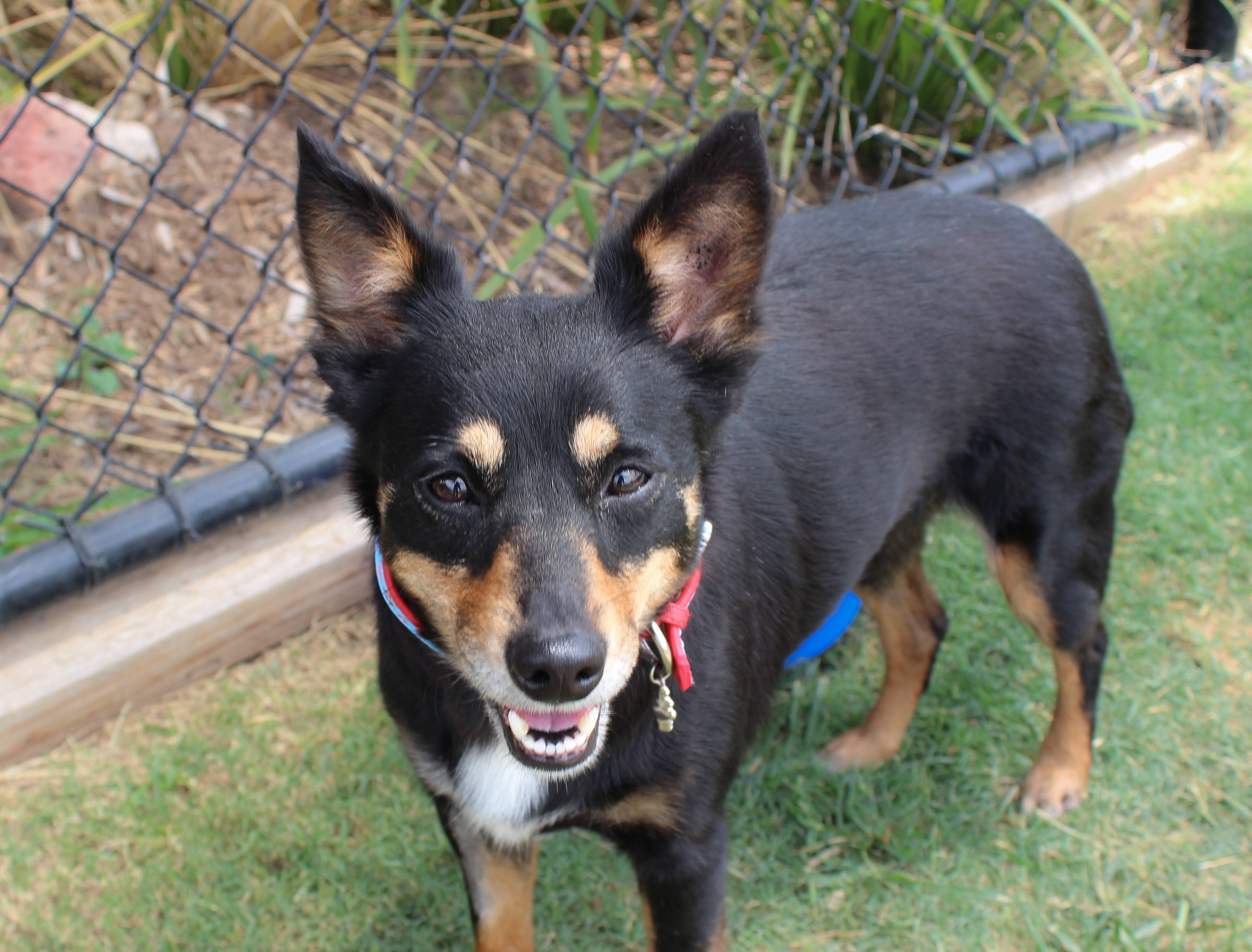 Flash - Medium Female Kelpie x Corgi Pembroke Welsh Mix Dog in QLD ...