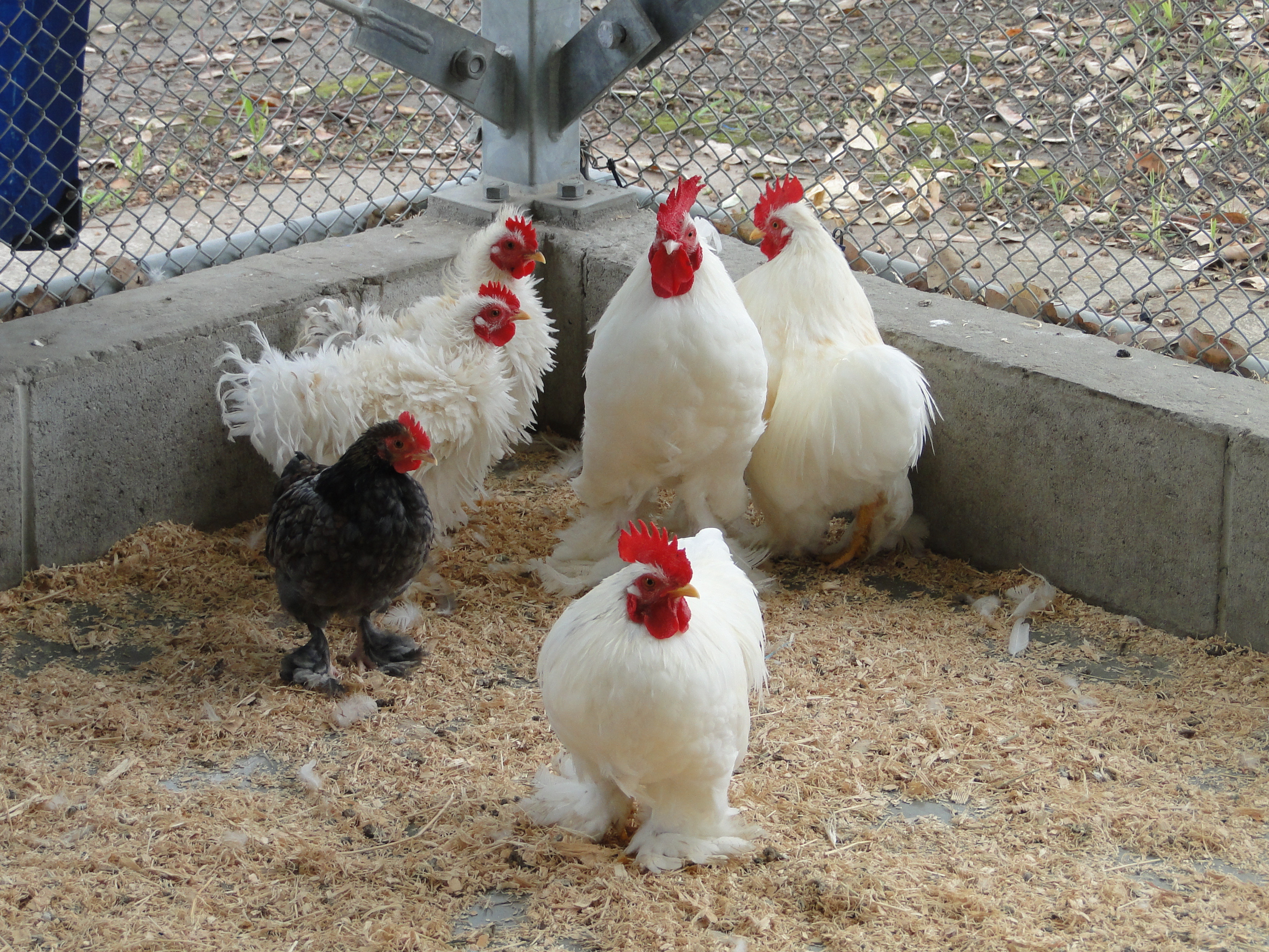 Bunty - Male Bantam Mix Fowl in NSW - PetRescue