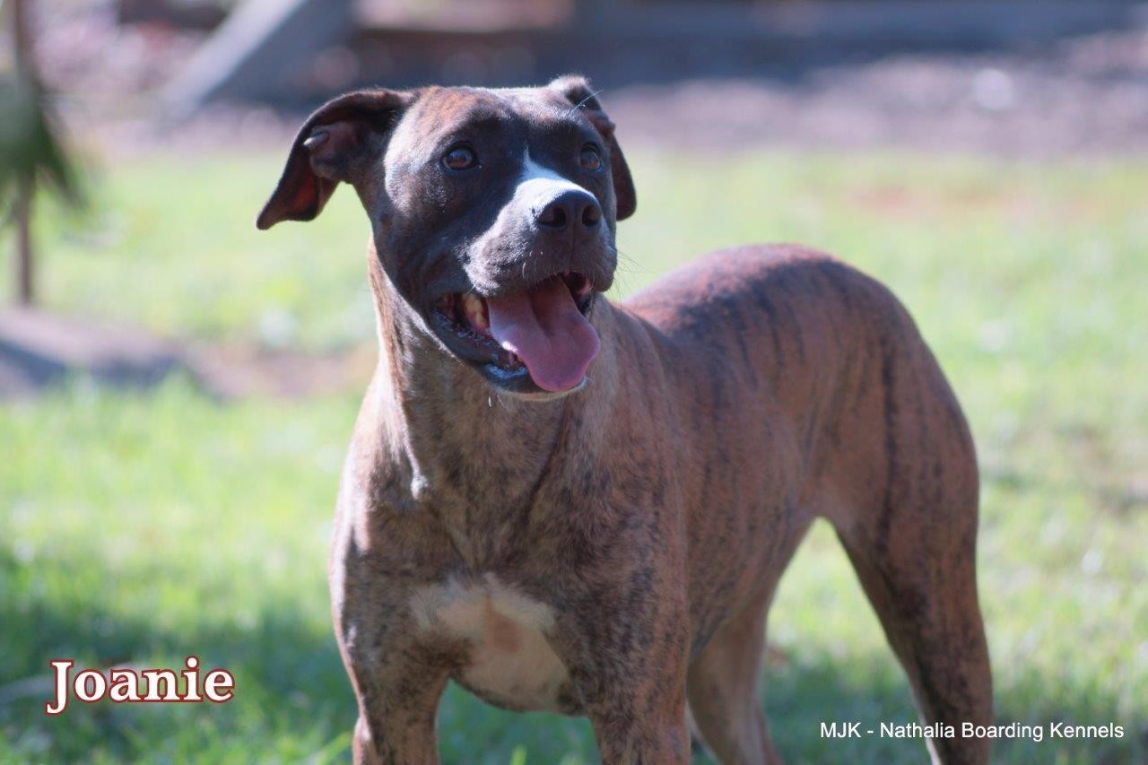 Joanie - Large Female Boxer x Whippet Mix Dog in VIC - PetRescue