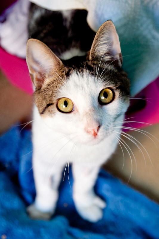 Squiggly - Male Domestic Short Hair Mix Cat in NSW - PetRescue