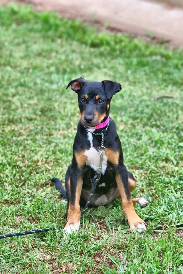 Duchess ** A Stunning Natured Little Girl** - Medium Female Kelpie x ...