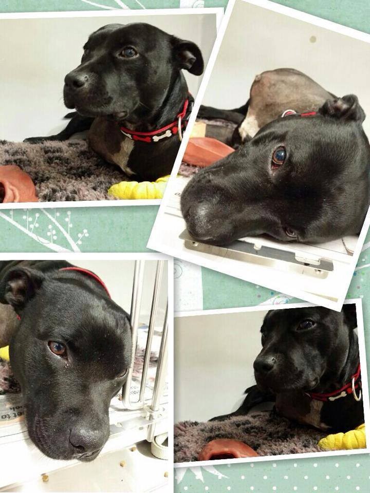 Sabu *the beautiful three legged staffy* - Medium Male Staffy Dog in ...